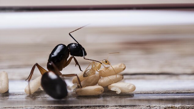 L’alimentation dicte les carrières des fourmis | Radio-Canada.ca