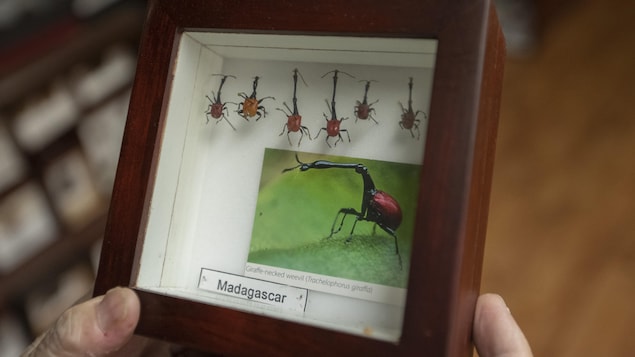 Georges Brossard, le « monarque des insectes », aura-t-il son musée ...