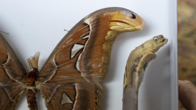 Georges Brossard, le « monarque des insectes », aura-t-il son musée ...