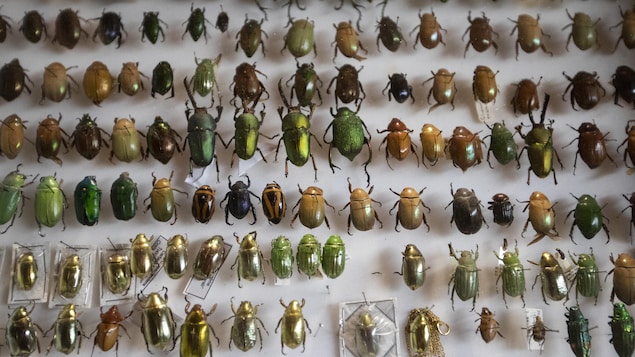 Georges Brossard, le « monarque des insectes », aura-t-il son musée ...