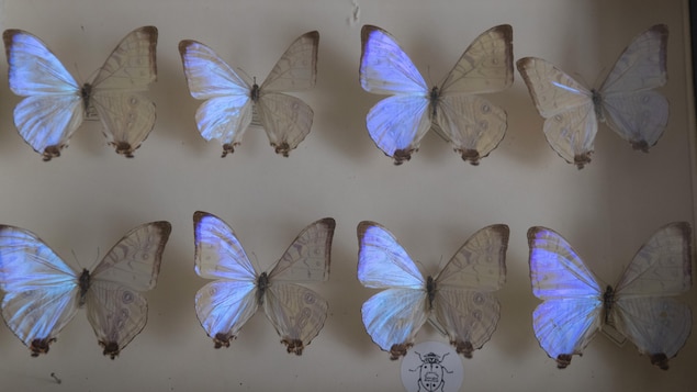 Georges Brossard, le « monarque des insectes », aura-t-il son musée ...