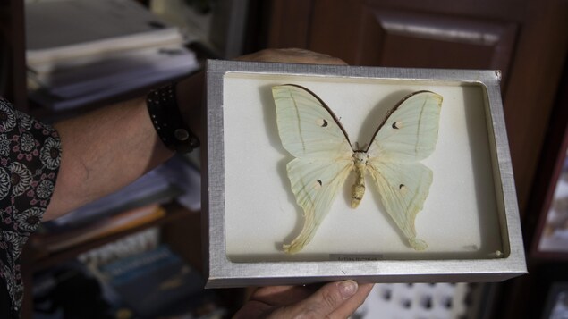 Georges Brossard, le « monarque des insectes », aura-t-il son musée ...