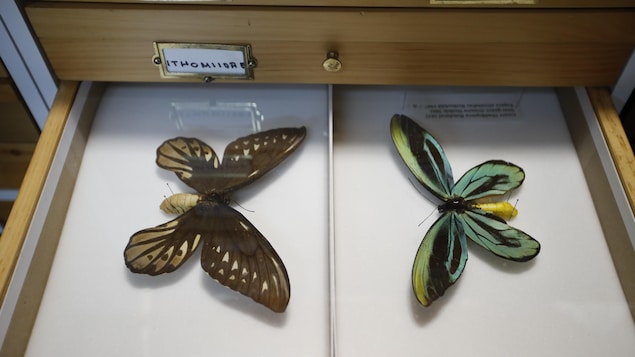 Georges Brossard, le « monarque des insectes », aura-t-il son musée ...