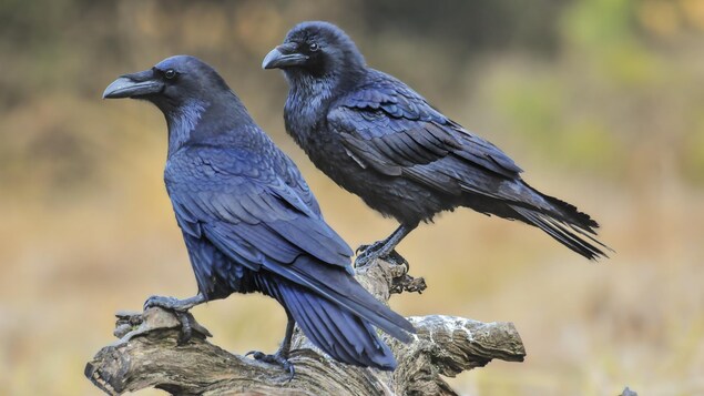 La mauvaise humeur contagieuse de monsieur Corbeau | Radio-Canada.ca