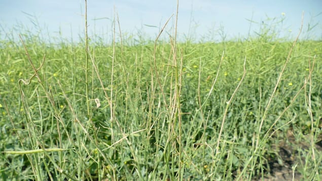 Crop-destroying grasshoppers chewing away at Manitoba farmers ...