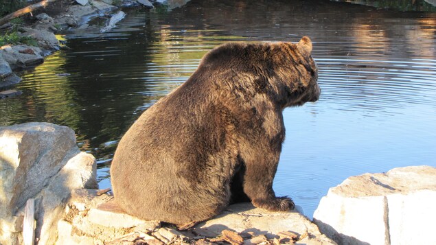 La C.-B. pourrait profiter d’un retour des grizzlis dans l’État de ...