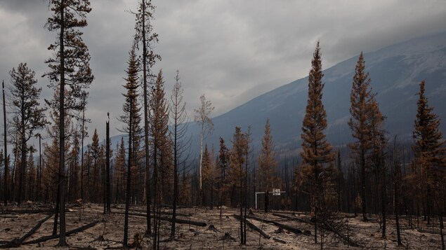 La régénération complète de la forêt de Jasper pourrait prendre plus d ...