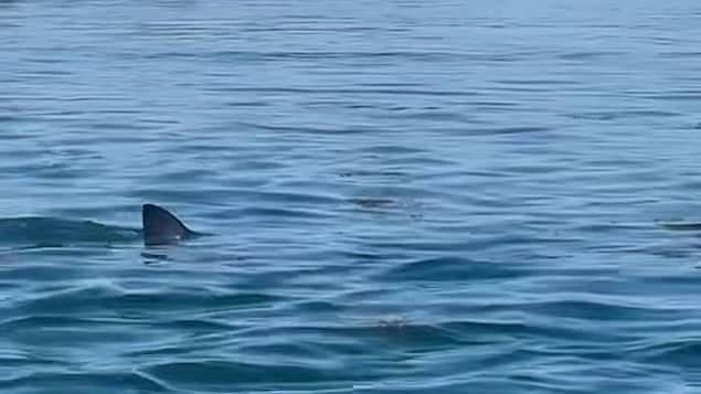 Shark tales: What locals saw, or didn’t see, during Passamaquoddy Bay ...