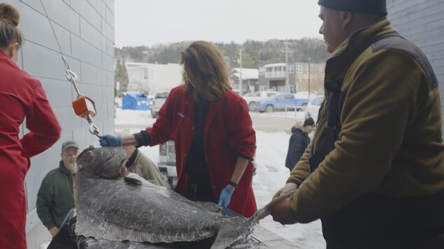 Du flétan dans le fjord | Radio-Canada