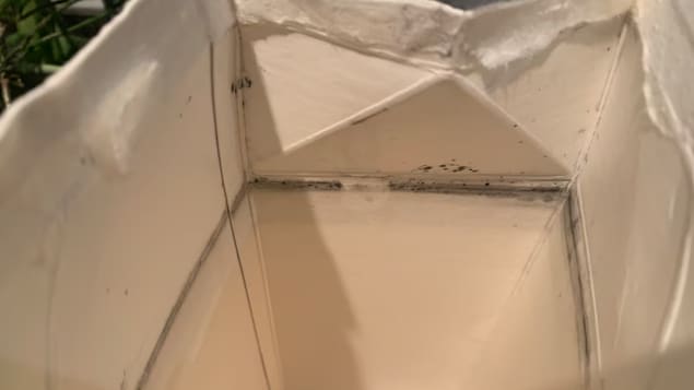 Une Terre-Neuvienne dit avoir trouvé un ver solitaire dans du lait au ...