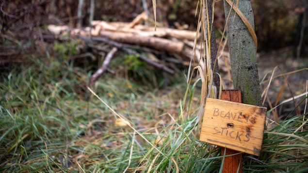 Le génie du castor comme outil contre les feux | Radio-Canada.ca