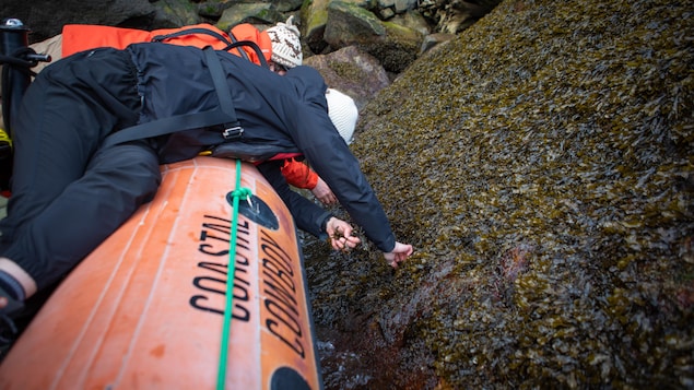 Le hareng, cœur battant de l’océan | Radio-Canada.ca