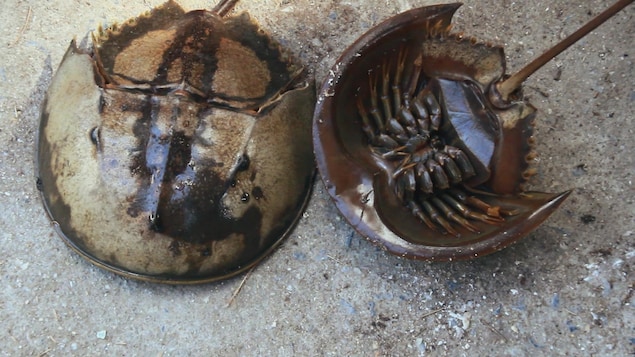 COVID-19 : la limule menacée? | COVID-19 : tout sur la pandémie | Radio ...