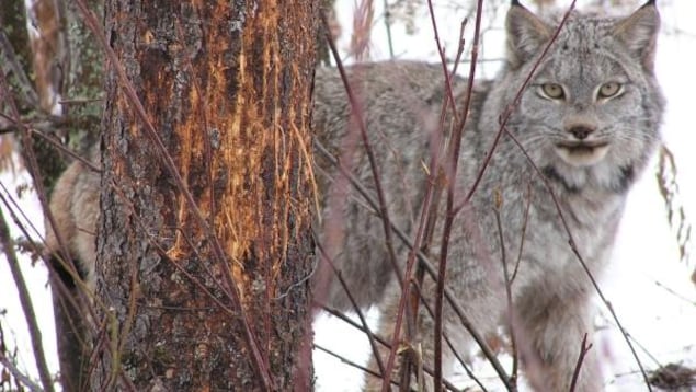 Les changements climatiques compromettent le mode de vie des Inuit du ...