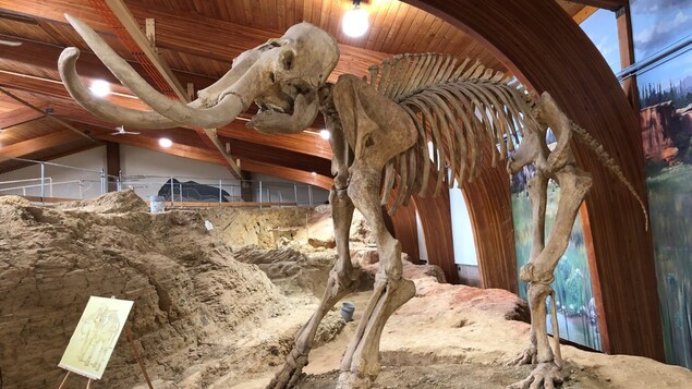 Ice age mammoths at iba pang malalaking mammals maaaring nabuhay ng mas ...