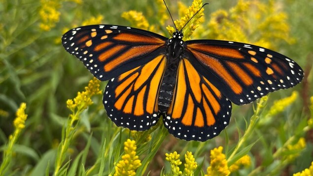 Extreme summer weather could further endanger monarch butterflies ...