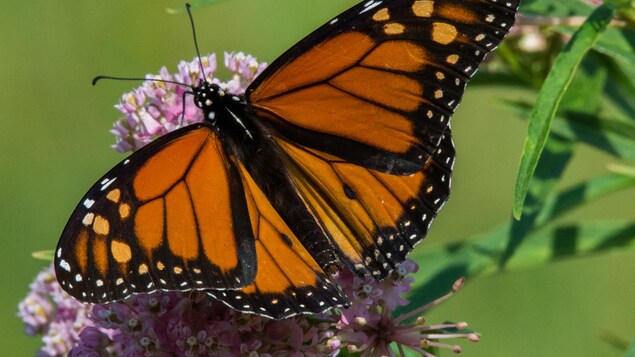 Courir pour les monarques | Info | Radio-Canada