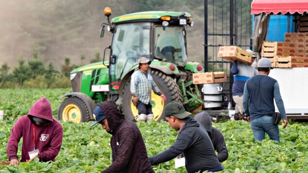 Bilang ng temporary migrant workers sa Quebec higit doble ang pagtaas ...