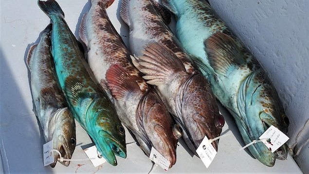 Les mille et un mystères des morues bleues du Pacifique | Radio-Canada.ca