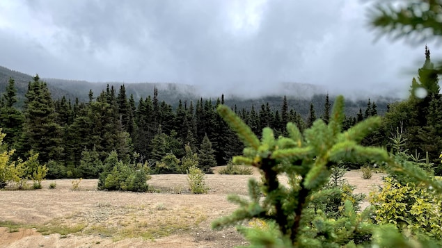 Nutshimit : Le blanc des perdrix et des périls, le deuxième livre de ...