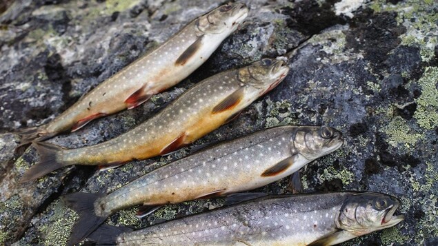 L’ouverture de la pêche retardée pour protéger l’omble chevalier ...