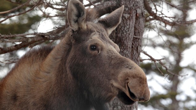 Un orignal en plein quartier résidentiel à Beauport | Radio-Canada.ca