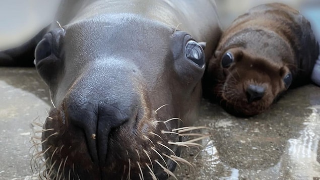 La naissance d’une otarie à l’Aquarium de Vancouver réjouit les ...