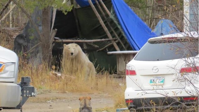 L’ours polaire aperçu au nord du Manitoba a été capturé dans la ...