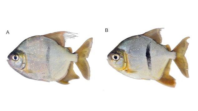 Ce poisson découvert en Amazonie s’appelle Sauron | Brève | Radio-Canada