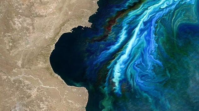 Study reveals global algae blooms are growing, and warming waters may ...