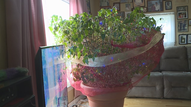 En souvenir de son épouse, il conserve le même poinsettia depuis 26 ans ...