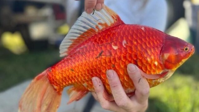 Des poissons rouges envahissent des étangs collecteurs d’eaux pluviales ...