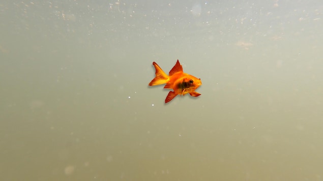 Des lacs envahis de poissons rouges | Radio-Canada