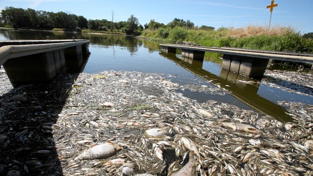 Radio-Canada.ca | Information, radio, télé, sports, art