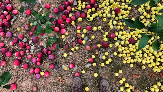 Les pommes d’aujourd’hui sont plus grosses et moins acides que leurs ...