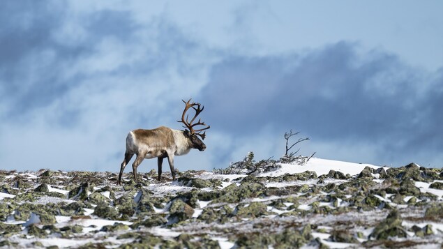 Le partage du caribou au cœur de la tradition inuit | Radio-Canada.ca