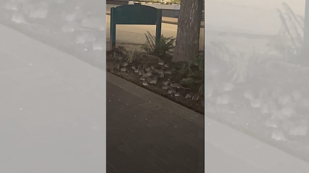 Une vidéo montrant des rats à Vancouver relance le débat sur la lutte ...