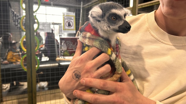 Le Salon des animaux de Saguenay attire plusieurs curieux | Radio-Canada