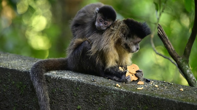 Radio-Canada.ca | Information, radio, télé, sports, art