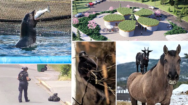 Victoria opte pour un modèle de vente de marijuana public-privé | Radio ...