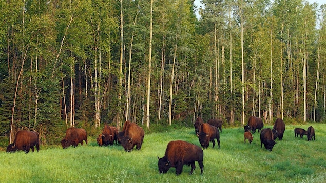 La plus grande forêt boréale protégée au monde est en Alberta | Radio ...