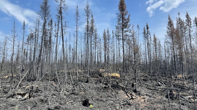 En images : des milliers de kilomètres de forêt brûlée près de Lebel ...