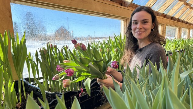 Des tulipes produites à Grand-Métis, même en hiver | Radio-Canada
