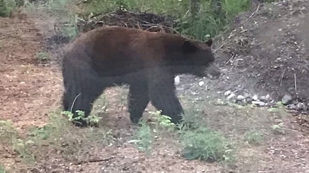 Un ours visite le salon d’un couple de Whitehorse en pleine nuit ...