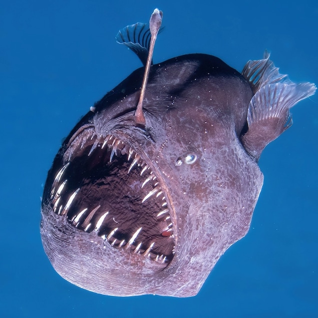 Ce « monstre » des fonds marins filmé à la surface pour la 1re fois