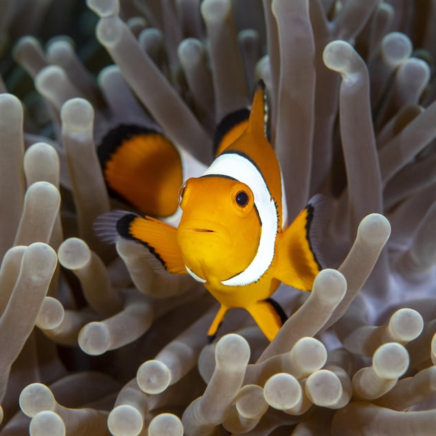 Les poissons-clowns savent compter