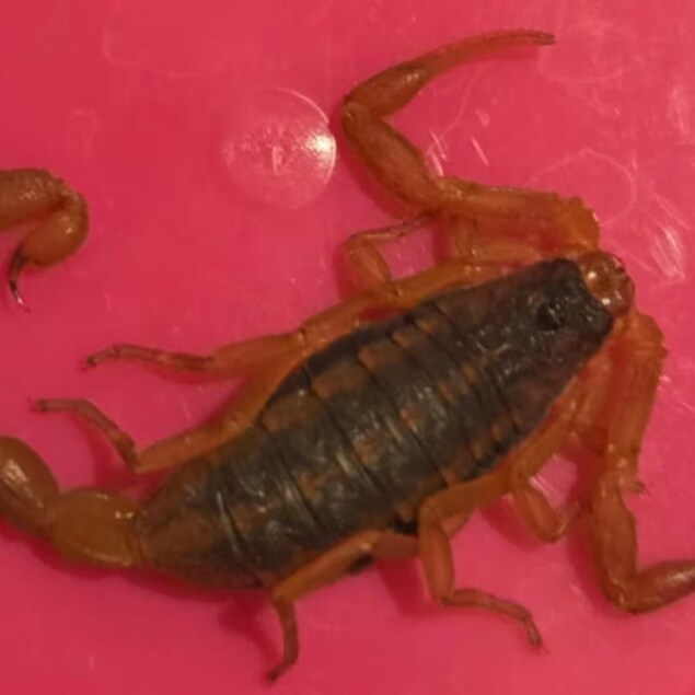 Un scorpion dans des framboises (oui, c’est digne de STAT) | En bref ...