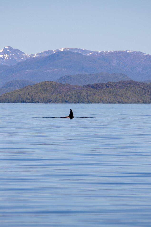 L’opéra des baleines | Radio-Canada.ca