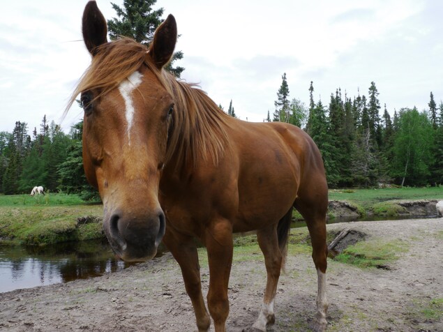 Voir le site bien réel où un OVNI aurait atterri | ICI.Radio-Canada.ca