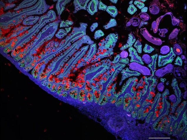 Un atlas des cellules du corps humain prend forme | Brève | Radio-Canada